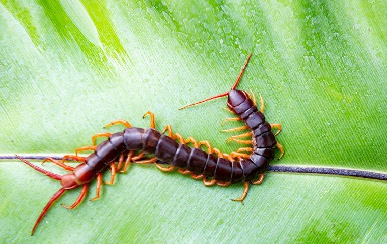 Keeping Centipedes Away From Your Deming Property | Snowden Exterminating